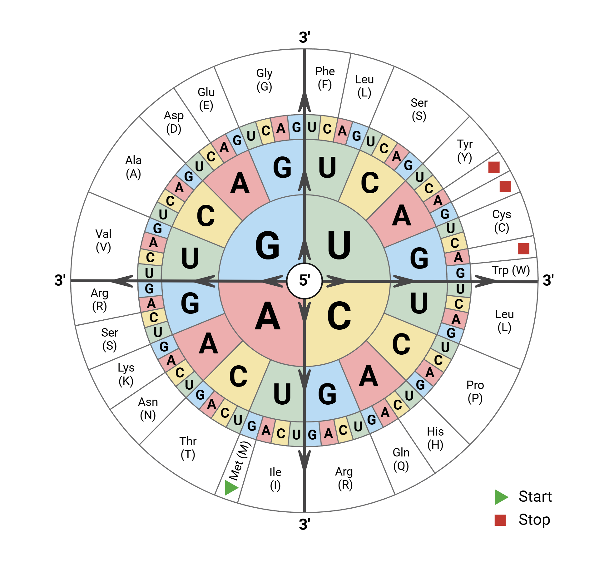 Riassunto di RNA BIOLOGY AND THERAPEUTICS (2018120) 2024/2025 (Prof ...